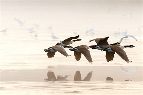 Understanding The Migration Of Waterfowl 50 Ducks