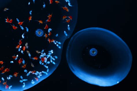 Microscopic Plants Living In The Ocean