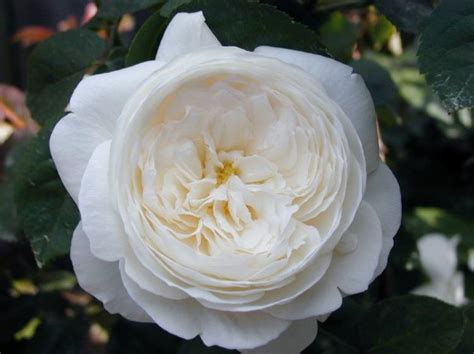 Rosa Fair Bianca Wholesale Nursery Nurseries In Melbourne Sydney And Brisbane Plantmark