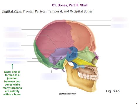 Sagittal View Frontal Parietal Temporal And Occipital Bone Median Section Diagram Quizlet