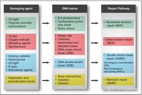 Dna损伤和修复概论 知乎