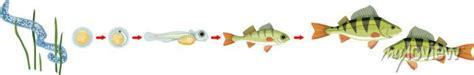 Fish Life Cycle Sequence Of Stages Of Development Of Perch Perca