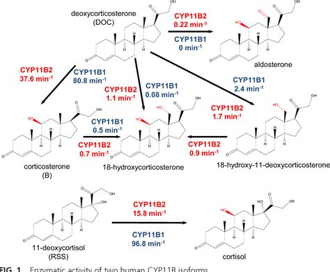 Figure 1 From Structural Insights Into Aldosterone Synthase Substrate