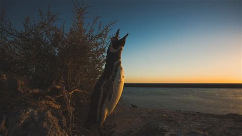 Pablo García Borboroglu El Pingüino Es Una Especie Muy Frágil Y Susceptible A Cualquier Cambio