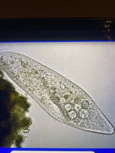 Bio 312 Lab Practical Flashcards Quizlet