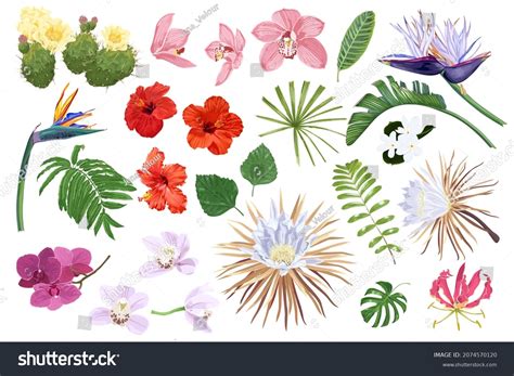 Large Set Tropical Plants Vector Elements Stok Vektör Telifsiz