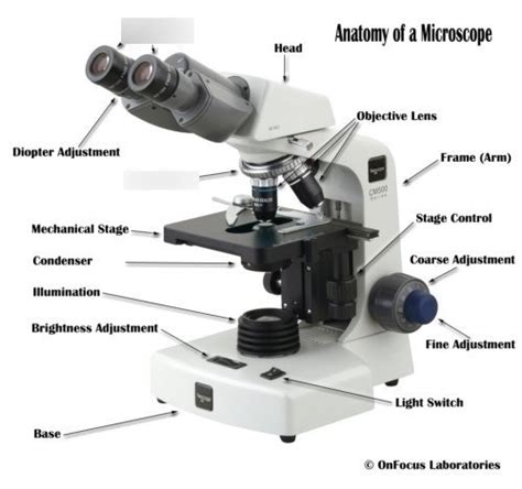 Diagramme De Olympus Microscope Quizlet