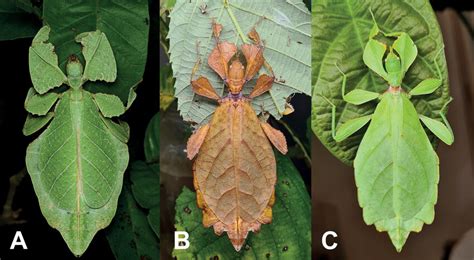 Live Adult Female Leaf Insects Showing Intergeneric And Intraspecific