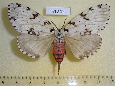 Lymantridae Lymantria Monacha F Primorye Fareastinsects