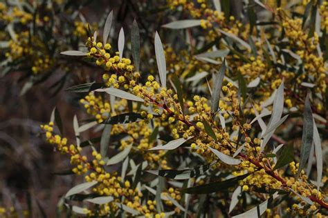 23 Species Of Acacia Trees And Shrubs