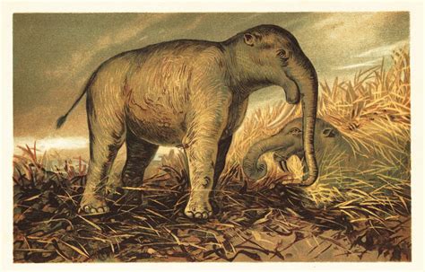 Deinotherium Giganteum Large Prehistoric Relative Of Modern Day 1908