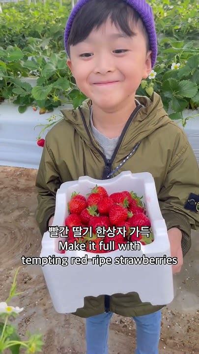 한국 딸기따기 체험 딸기 한박스 가득 채우기 Youtube
