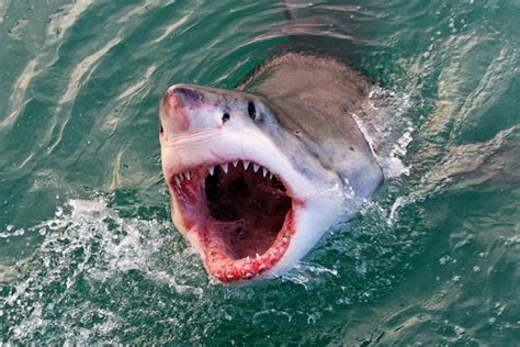 Deadliest Shark Attacks