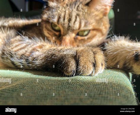 Close Up Of A Cats Paw And Claws Domestic Cat Resting In The Sun On A