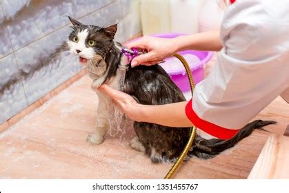 1214 Cat Bathing Shampoo Royalty Free Photos And Stock Images