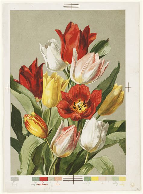 Tulips File Name 0711000434 Title Tulips Creatorcontr Flickr