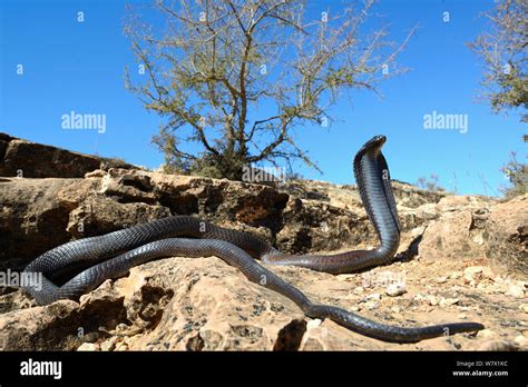 Egyptian Cobra Naja Haje With Head Up And Hood Expanded Near
