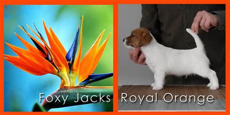 Foxy Jacks Royal