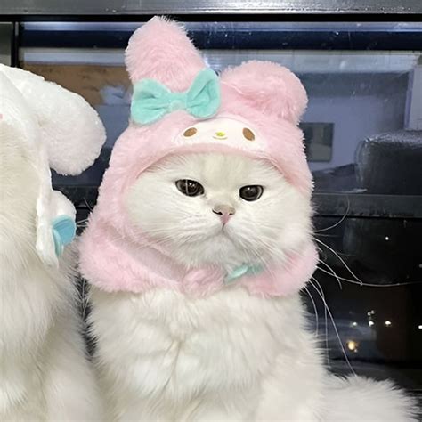 25 Download Pp Kucing Lucu Meme Gemoy Dan Aesthetic Yang Gratis