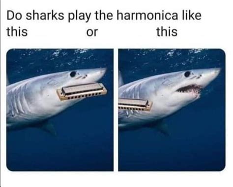 How Do Sharks Play The Harmonica Meme By Adam1415 Memedroid