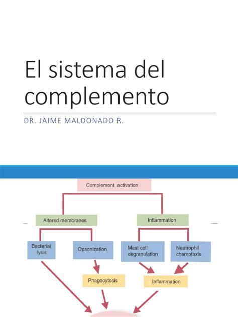El Sistema Del Complemento Pdf Sistema Complementario Inmunología