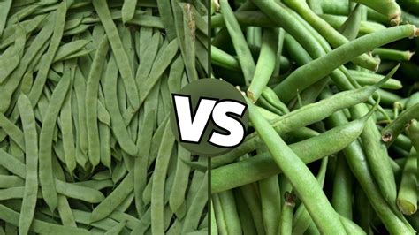 String Beans Vs Green Beans Names Uses And Key Differences Grow Organic
