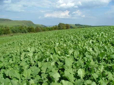 Brassicas And Fodder Crops