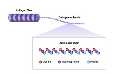 Collagen Definition Structure Types Functions Biology Notes Online