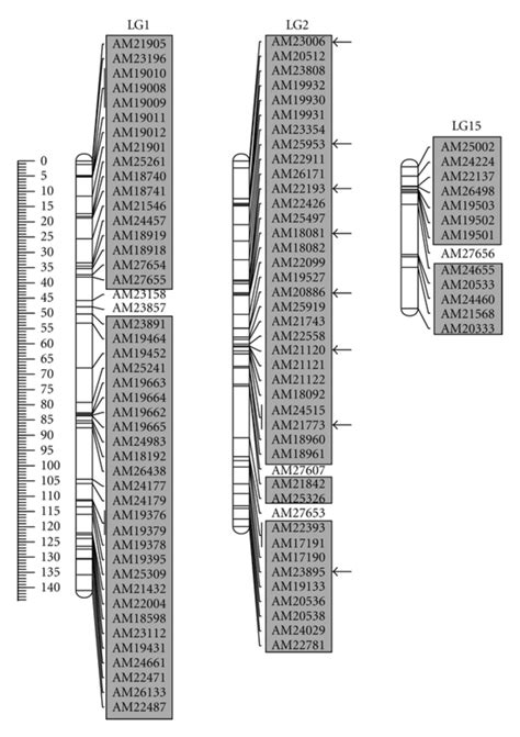 Distribution Of The Snp Markers Screened On Linkage Groups 1 2 And 15