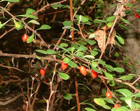 Japanese Barberry
