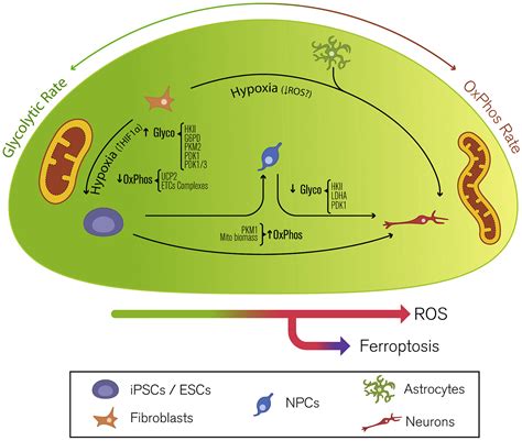 Direct Neuronal Reprogramming Achievements Hurdles And New Roads To Success Cell Stem Cell