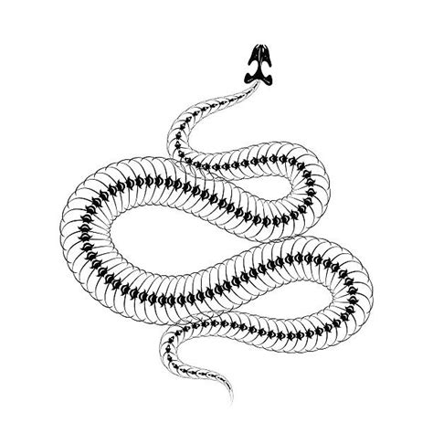 Snake Skeleton Cartoons Illustrations Royalty Free Vector Graphics
