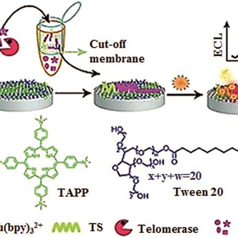 Colorimetric Detection Of Telomerase Activity Using Telomerase