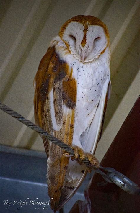 Magnificent Barn Owl Perched On Metal Pole