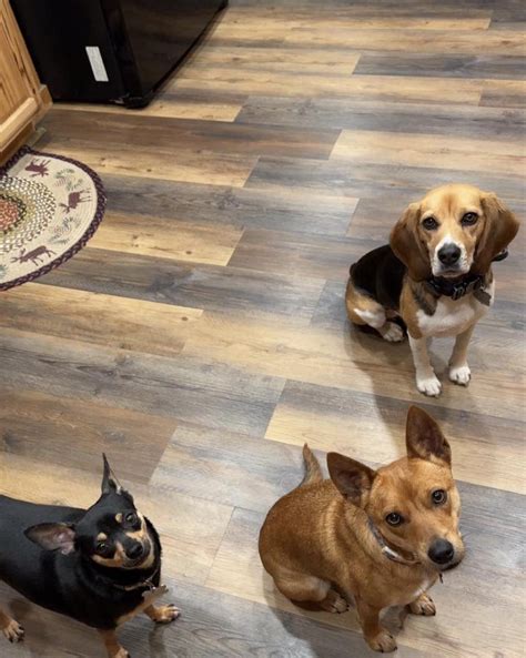 The Broome County The Broome County Humane Society