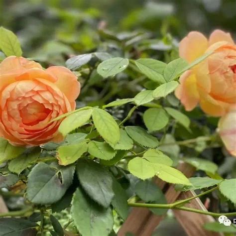 人到老了才明白，兄弟姐妹之间交往，是有条件的…… 对比 父母 家庭