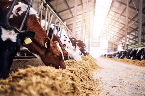 Animal Food And Feed Testing Analytical Technology Laboratory