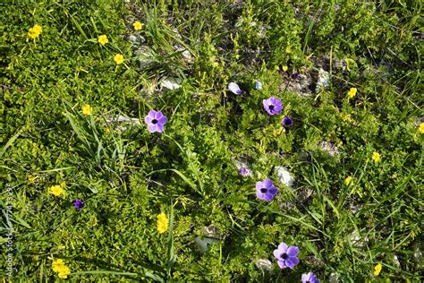 Yellow Oxalis Pes Caprae African Wood Sorrel Sourgrass Bermuda