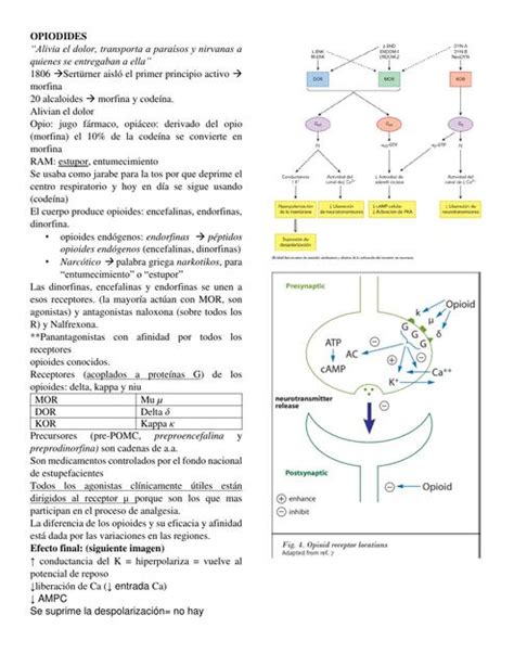 Opioides Nicol Udocz