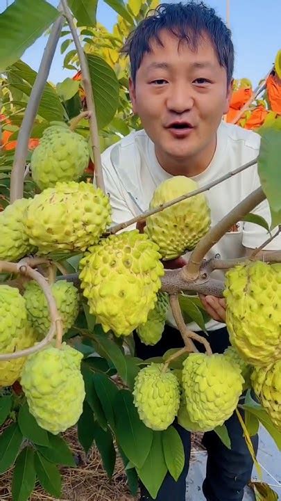 Chinese Cuttingcustard Apple Fruit🍏🍏 Graden Custard Apple Fruit