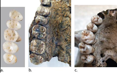 Biologia News Pesquisa Indica Descoberta De Nova Espécie Humana Homo