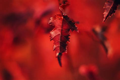 Red Backgrounds Pixelstalk