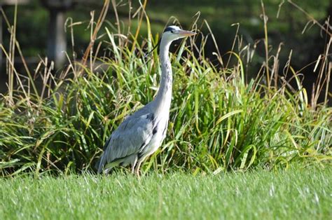 Premium Photo Gray Heron By Water On Grass