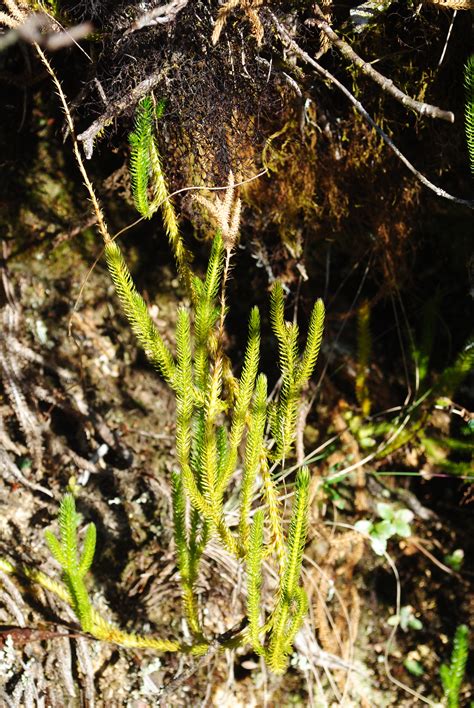 Lycopodium Clavatum Ferns And Lycophytes Of The World