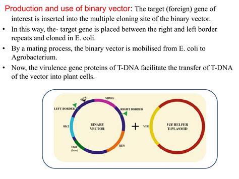Ti Plasmid Derivatives Pptx