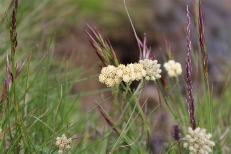 Flower Natue Pussytoes Free Photo On Pixabay Pixabay
