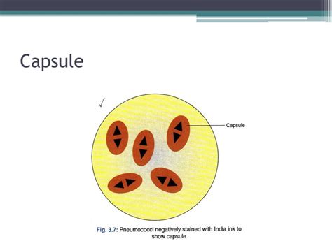 Ppt Bacterial Cell Structure Powerpoint Presentation Free Download