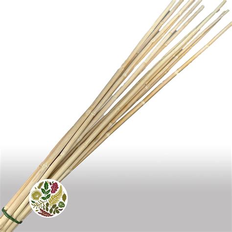 Canna Stem Bleached Dry 1m Porters Foliage Ltd