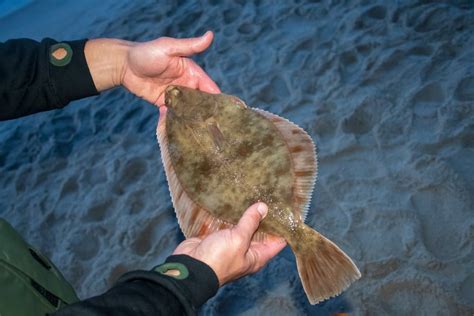 10 Types Of Flatfish To Catch In The Ocean