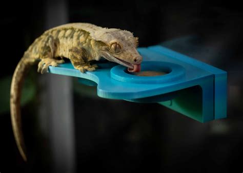 Crested Gecko Care Guide Correlophus Ciliatus Guardiansofthegeckos